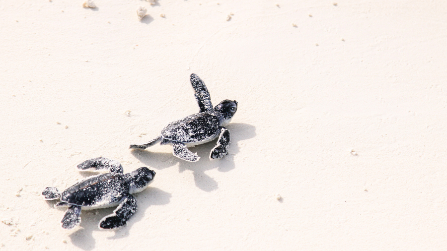 Baby Loggerhead Turtles